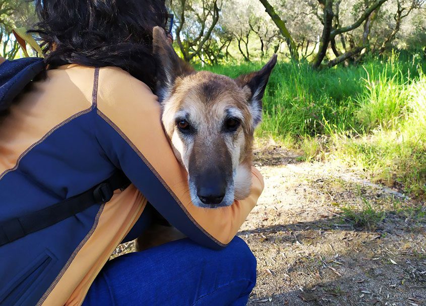 La lluita per la vida de dos gossos abandonats - Animalados La lluita per la vida de dos gossos abandonats - Animalados