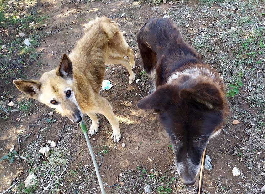 La lluita per la vida de dos gossos abandonats - Animalados La lluita per la vida de dos gossos abandonats - Animalados